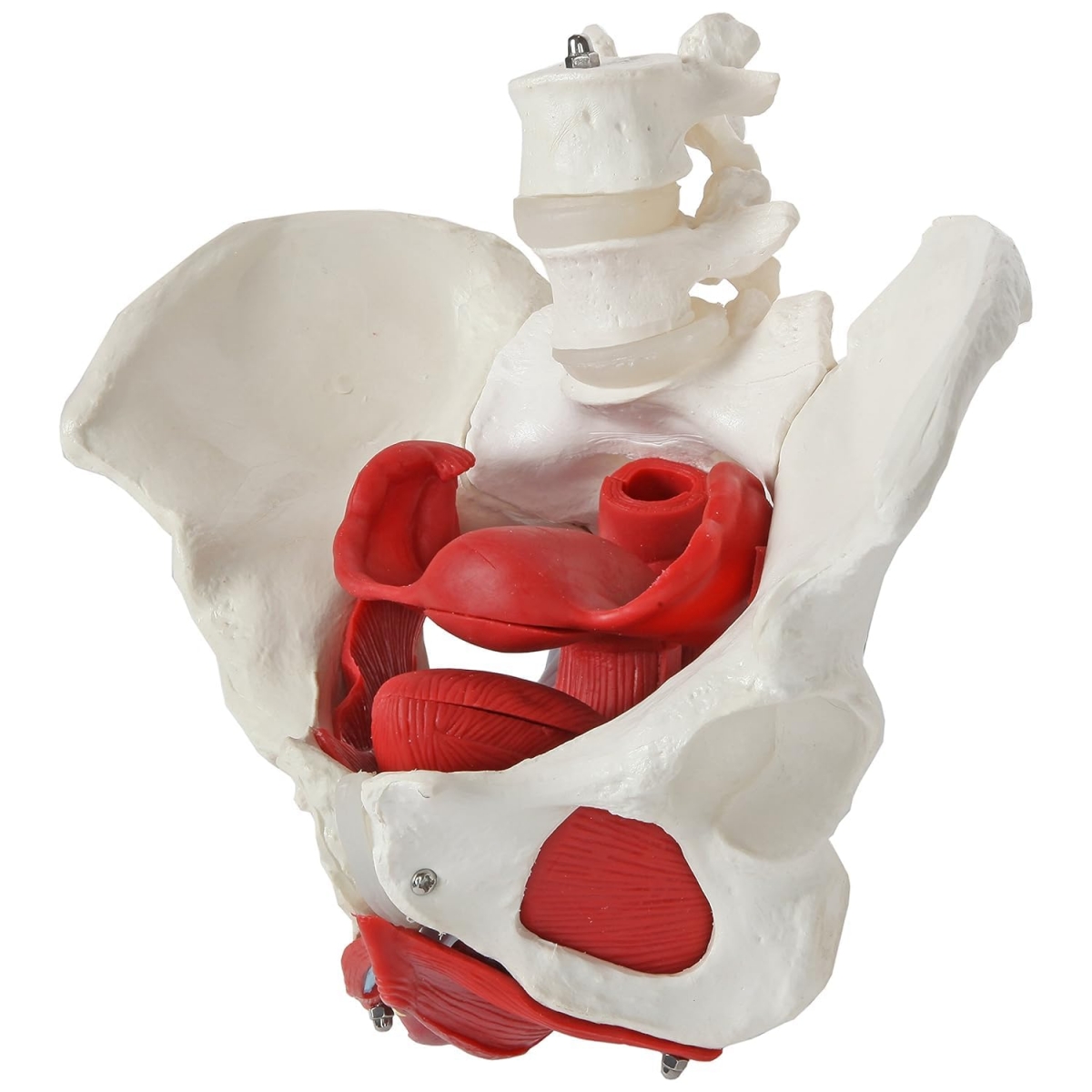 Myaskro Female Pelvis with Vertebrae & Organs + Male Pelvis Set